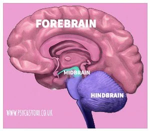 BRAIN ANATOMY AND FUNCTION — NEUROSCIENCE | Discover Neuroscience ...