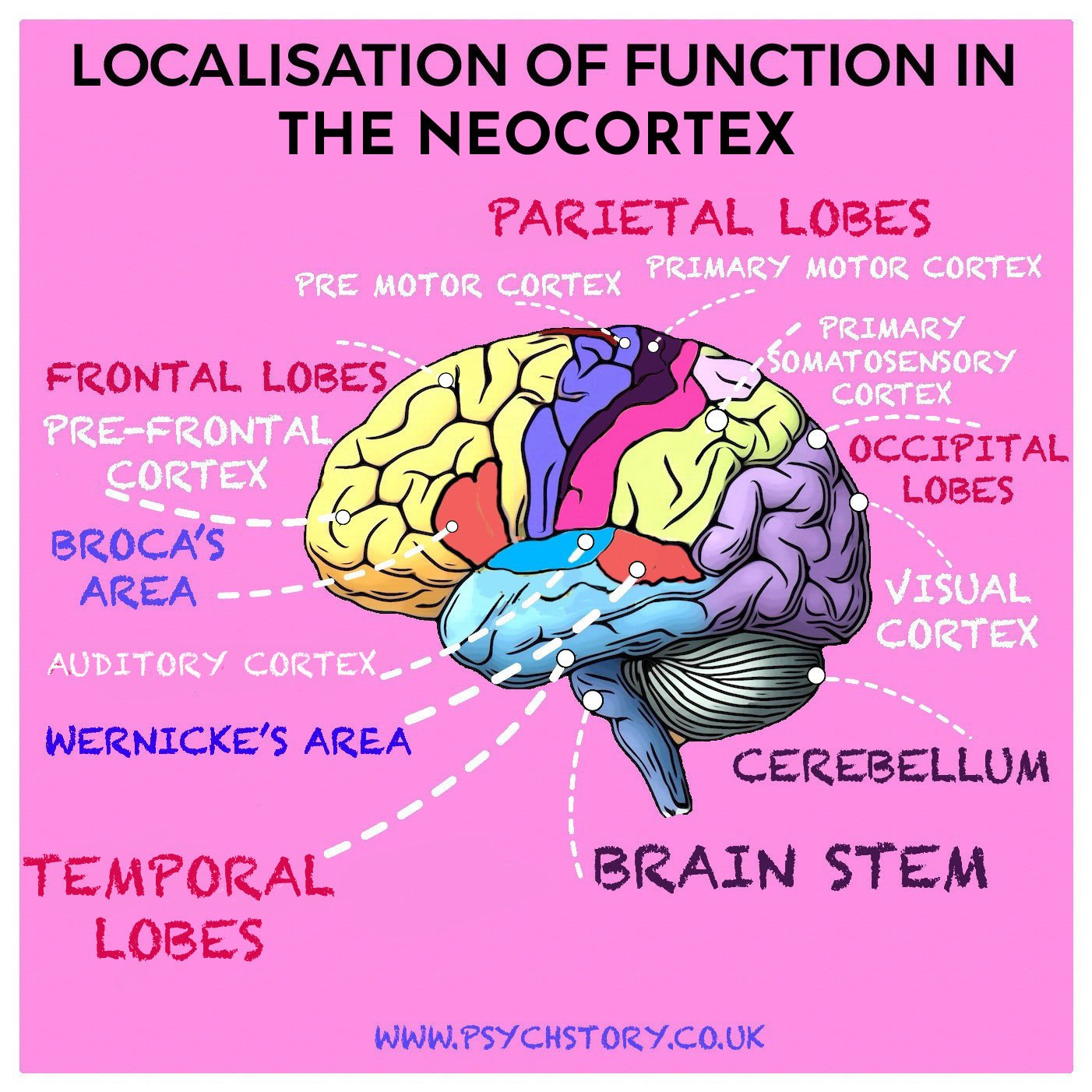 LOCALISATION OF FUNCTION IN THE BRAIN — NEUROSCIENCE | Discover ...