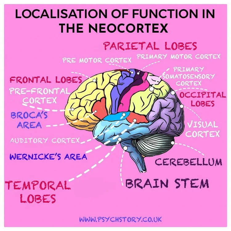 LOCALISATION OF FUNCTION IN THE BRAIN — NEUROSCIENCE | Discover ...