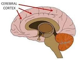LOCALISATION OF FUNCTION IN THE CEREBRAL CORTEX — NEUROSCIENCE — PSYCHSTORY