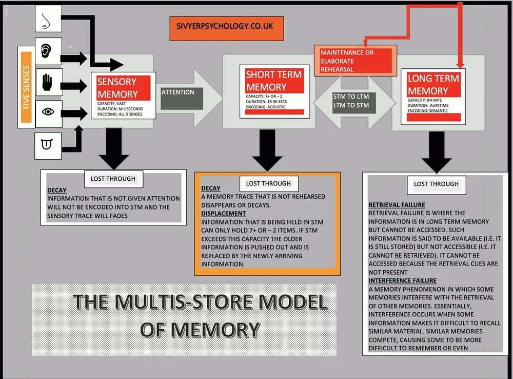 THE MULTISTORE MODEL OF MEMORY — SIVYER PSYCHOLOGY