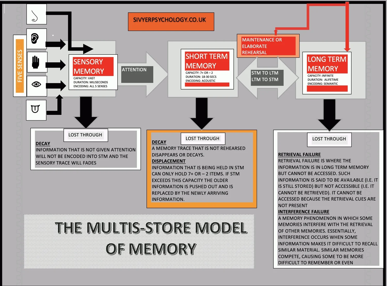 THE MULTISTORE MODEL OF MEMORY — SIVYER PSYCHOLOGY