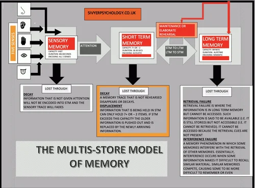 THE MULTISTORE MODEL OF MEMORY — SIVYER PSYCHOLOGY