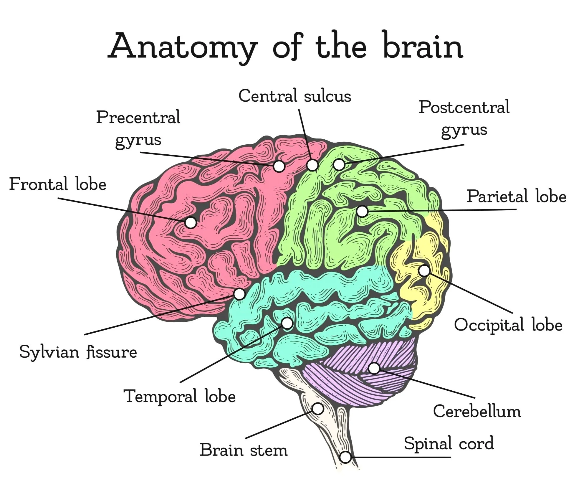 LOCALISATION OF FUNCTION IN THE BRAIN | MOTOR, SOMATOSENSORY, VISUAL ...