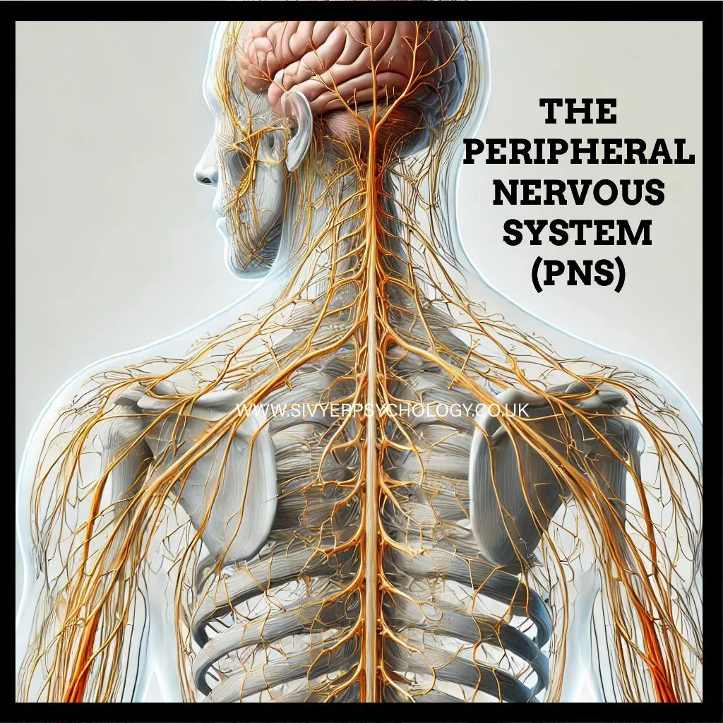 THE NERVOUS SYSTEM — NEUROSCIENCE | Discover Neuroscience Insights ...