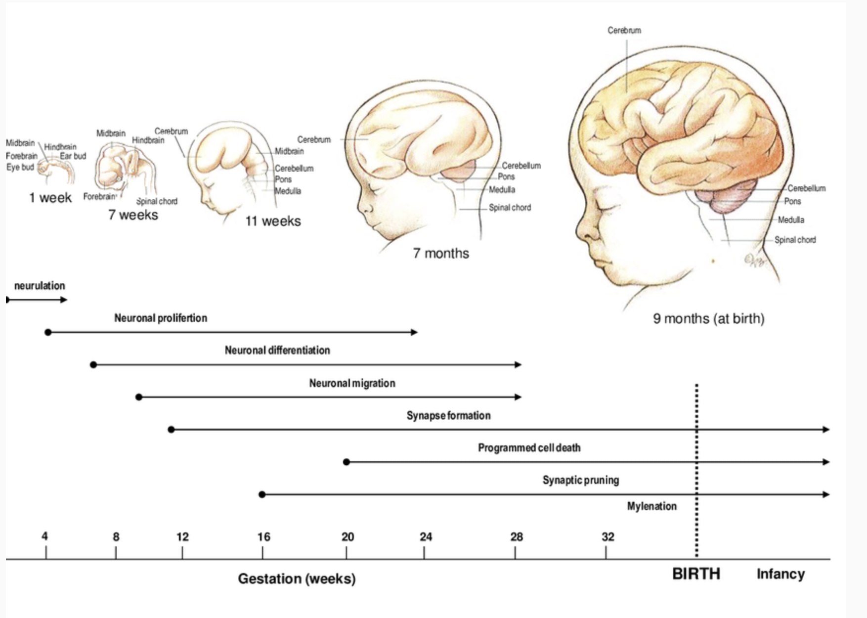 PLASTICITY AND FUNCTIONAL RECOVERY OF THE BRAIN AFTER TRAUMA | AQA ...