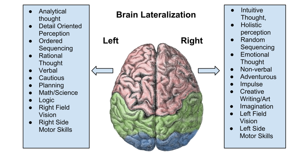 LATERALISATION — NEUROSCIENCE | Discover Neuroscience Insights – Learn ...