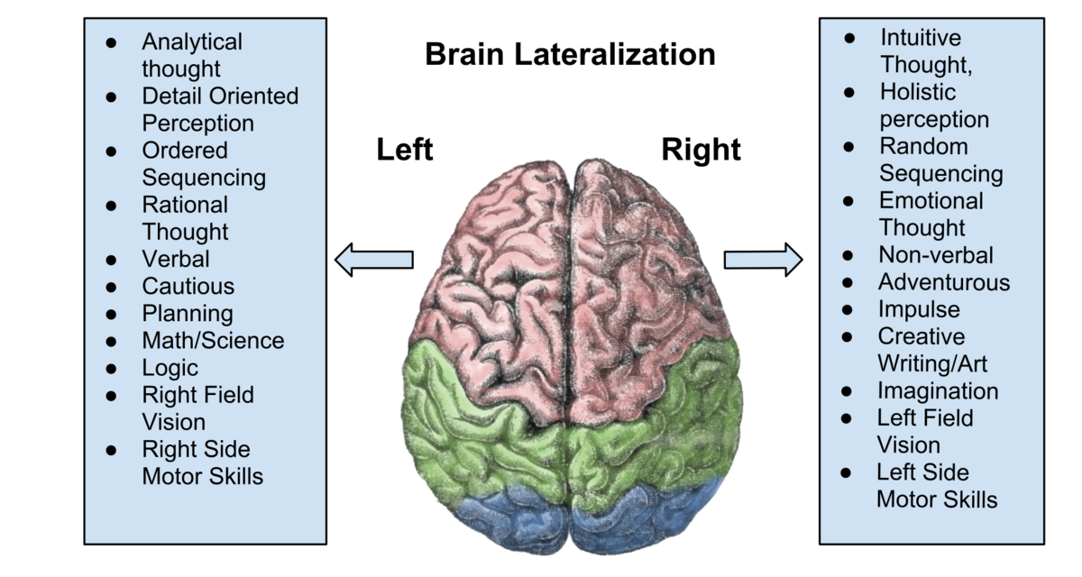LATERALISATION — NEUROSCIENCE | Discover Neuroscience Insights – Learn ...