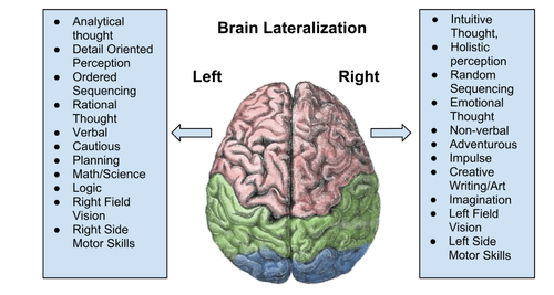 LATERALISATION — NEUROSCIENCE | Discover Neuroscience Insights – Learn ...