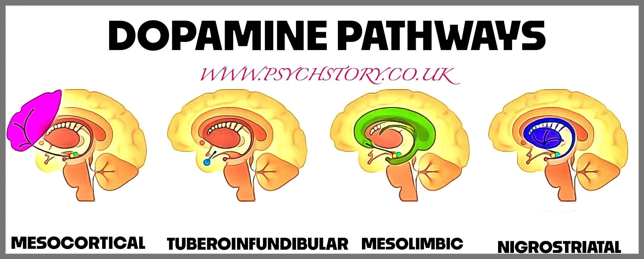 NEURAL CORRELATES AND THE DOPAMINE HYPOTHESIS — SCHIZOPHRENIA | Learn ...