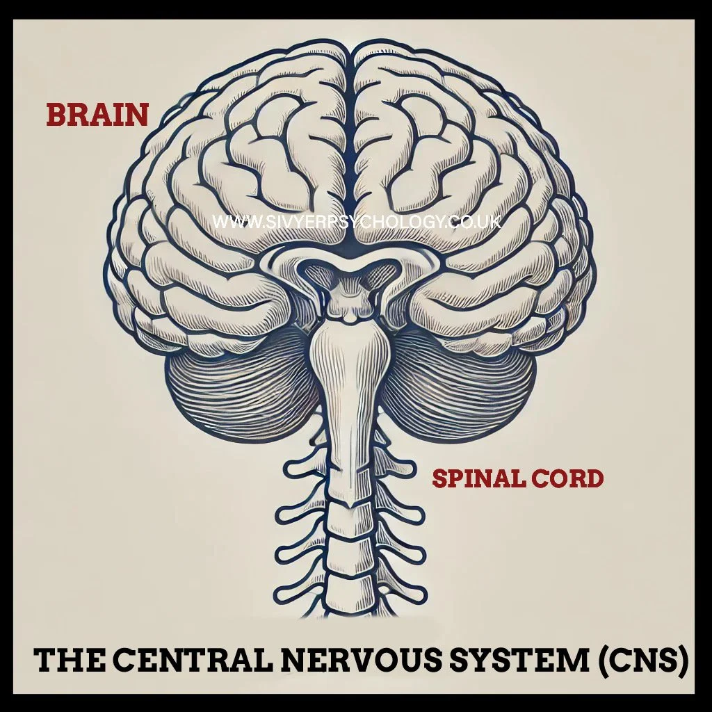 THE NERVOUS SYSTEM — NEUROSCIENCE | Discover Neuroscience Insights ...