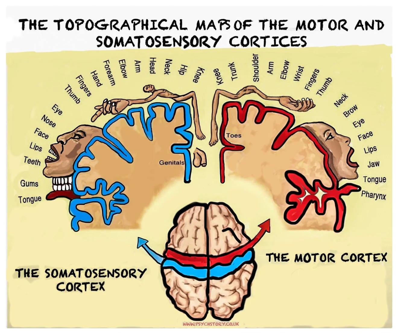 LOCALISATION OF FUNCTION IN THE BRAIN — NEUROSCIENCE | Discover ...