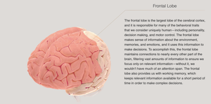 BRAIN ANATOMY AND FUNCTION — NEUROSCIENCE | Discover Neuroscience ...