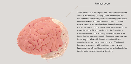 BRAIN ANATOMY AND FUNCTION — NEUROSCIENCE | Discover Neuroscience ...
