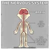 THE NERVOUS SYSTEM — NEUROSCIENCE | Discover Neuroscience Insights ...