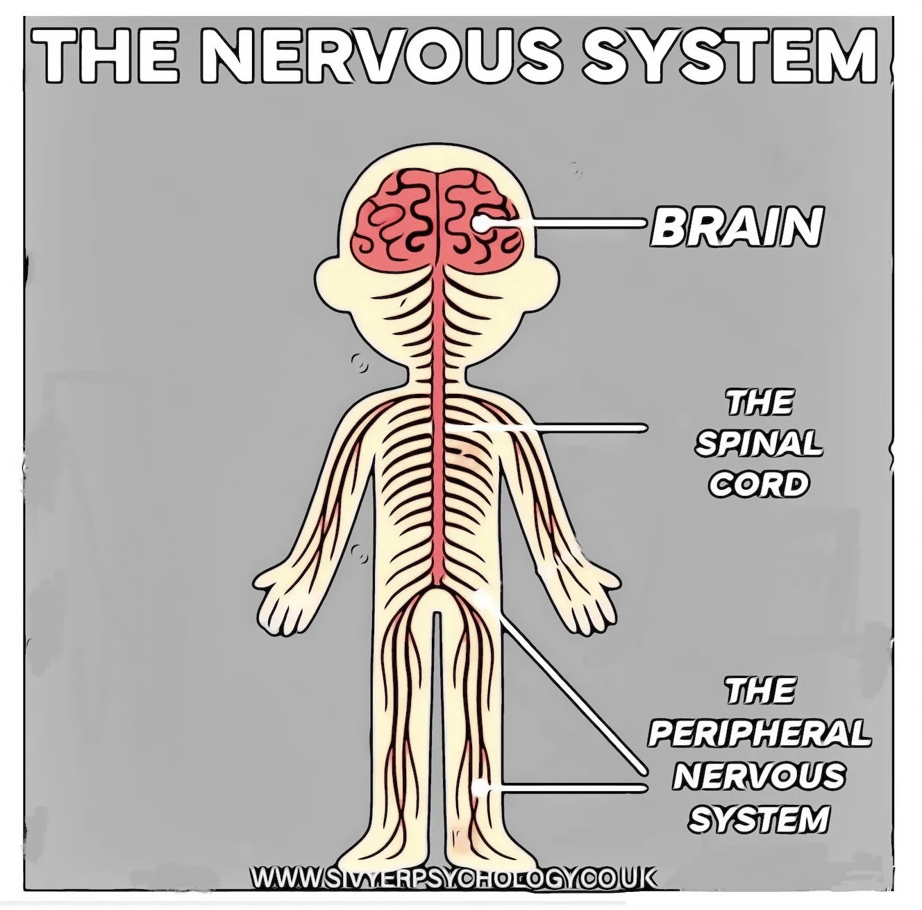 THE NERVOUS SYSTEM — NEUROSCIENCE | Discover Neuroscience Insights ...