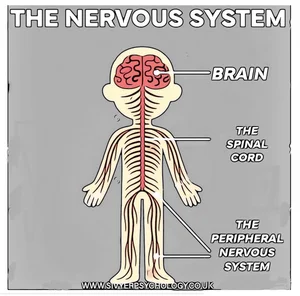 THE NERVOUS SYSTEM — NEUROSCIENCE — PSYCHSTORY