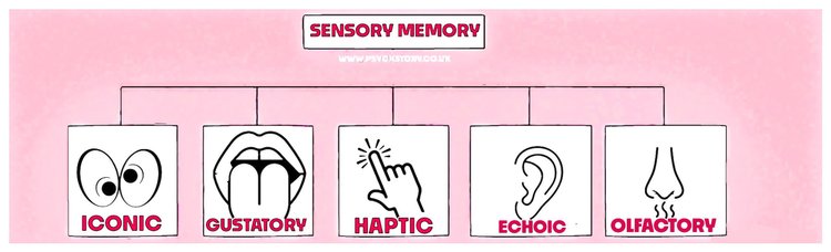 TYPES OF MEMORY AND FEATURES OF EACH MEMORY STORE — MEMORY — PSYCHSTORY