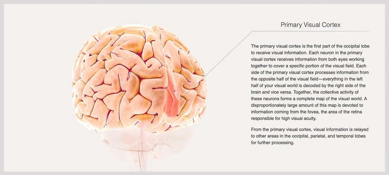 LOCALISATION OF FUNCTION IN THE CEREBRAL CORTEX — NEUROSCIENCE — PSYCHSTORY
