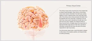 LOCALISATION OF FUNCTION IN THE CEREBRAL CORTEX — NEUROSCIENCE — PSYCHSTORY