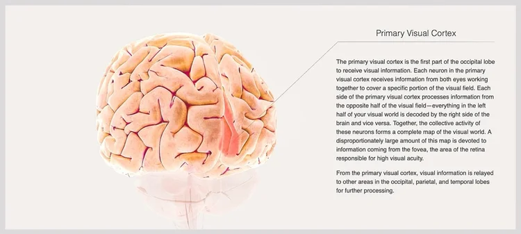 LOCALISATION OF FUNCTION IN THE CEREBRAL CORTEX — NEUROSCIENCE — PSYCHSTORY