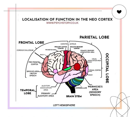 LOCALISATION OF FUNCTION IN THE BRAIN — NEUROSCIENCE | Discover ...
