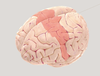 BRAIN ANATOMY AND FUNCTION — NEUROSCIENCE — PSYCHSTORY