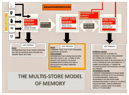 THE MULTISTORE MODEL OF MEMORY — MEMORY | Enhance Memory Skills Today ...