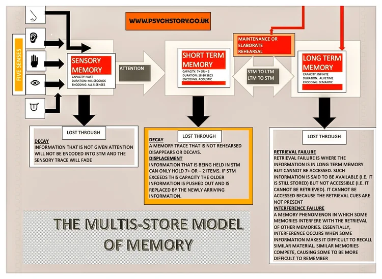 THE MULTISTORE MODEL OF MEMORY — MEMORY — PSYCHSTORY