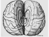 HEMISPHERIC BRAIN LATERALISATION — NEUROSCIENCE | Discover Neuroscience ...