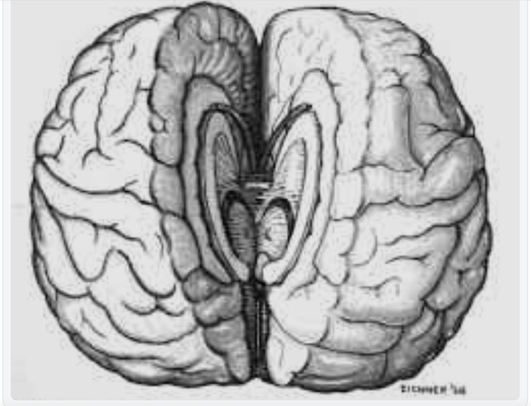 HEMISPHERIC BRAIN LATERALISATION — NEUROSCIENCE | Discover Neuroscience ...