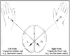 HEMISPHERIC BRAIN LATERALISATION — NEUROSCIENCE | Discover Neuroscience ...