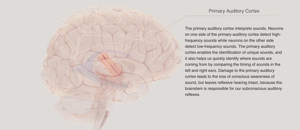 LOCALISATION OF FUNCTION IN THE BRAIN — NEUROSCIENCE | Discover ...