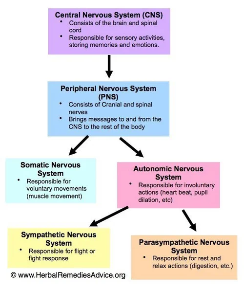 THE NERVOUS SYSTEM — NEUROSCIENCE — PSYCHSTORY