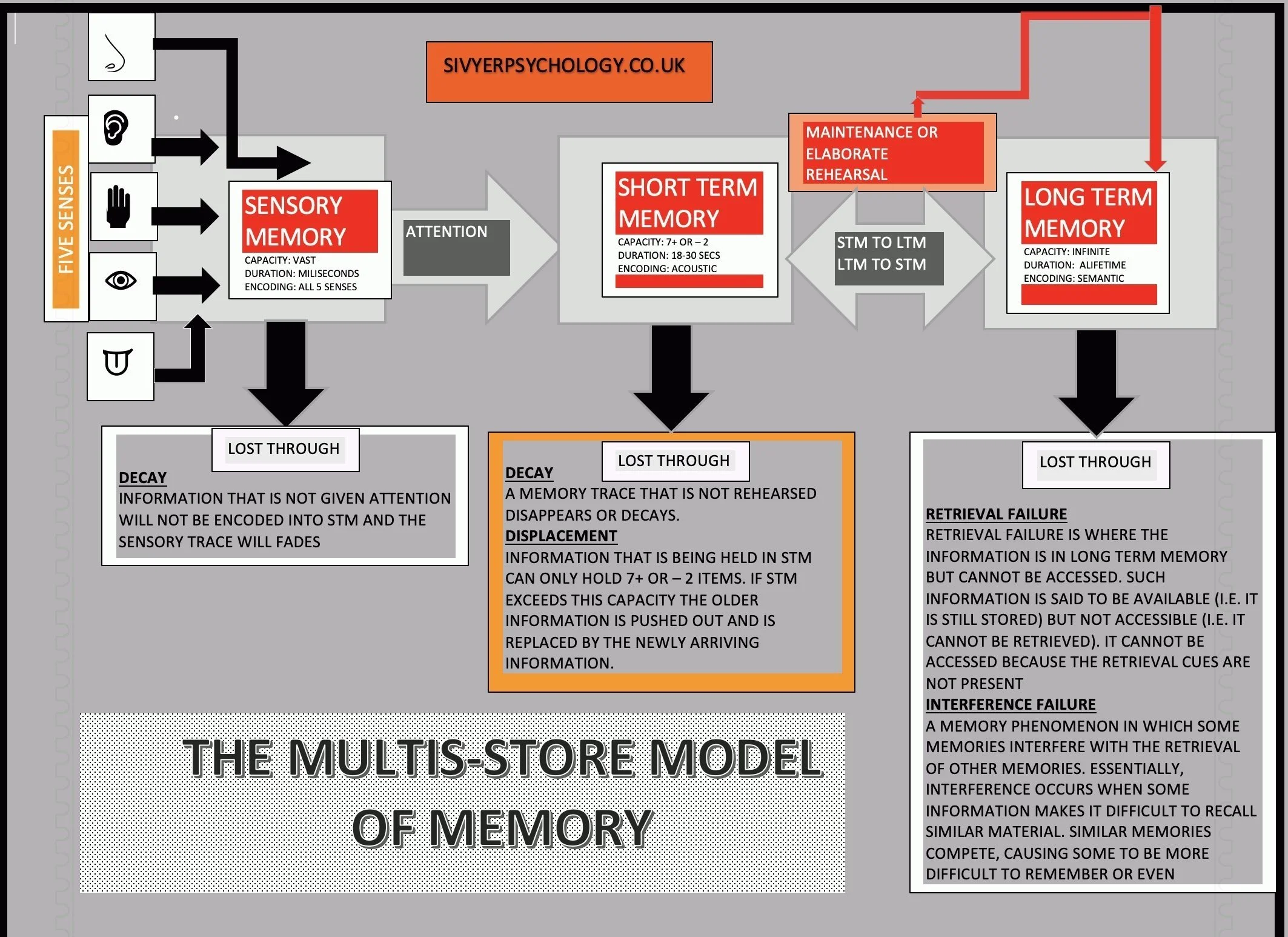 THE MULTISTORE MODEL OF MEMORY — SIVYER PSYCHOLOGY