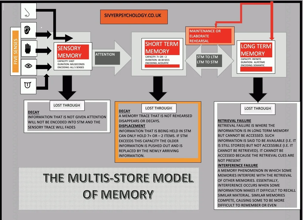 THE MULTISTORE MODEL OF MEMORY — SIVYER PSYCHOLOGY