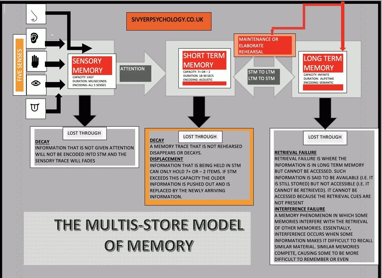 THE MULTISTORE MODEL OF MEMORY — SIVYER PSYCHOLOGY
