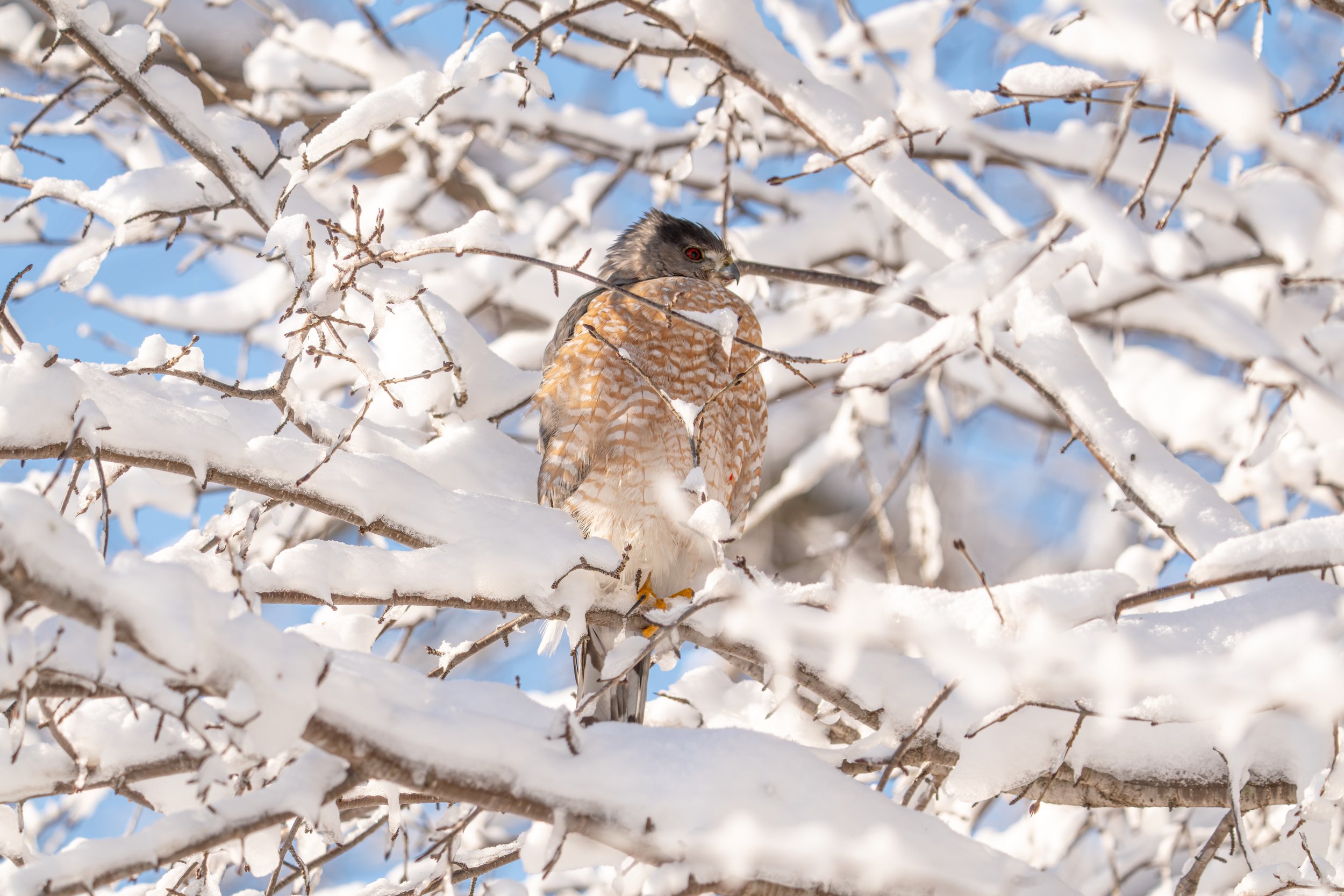 Birds — Nathaniel Dean Martin Photography