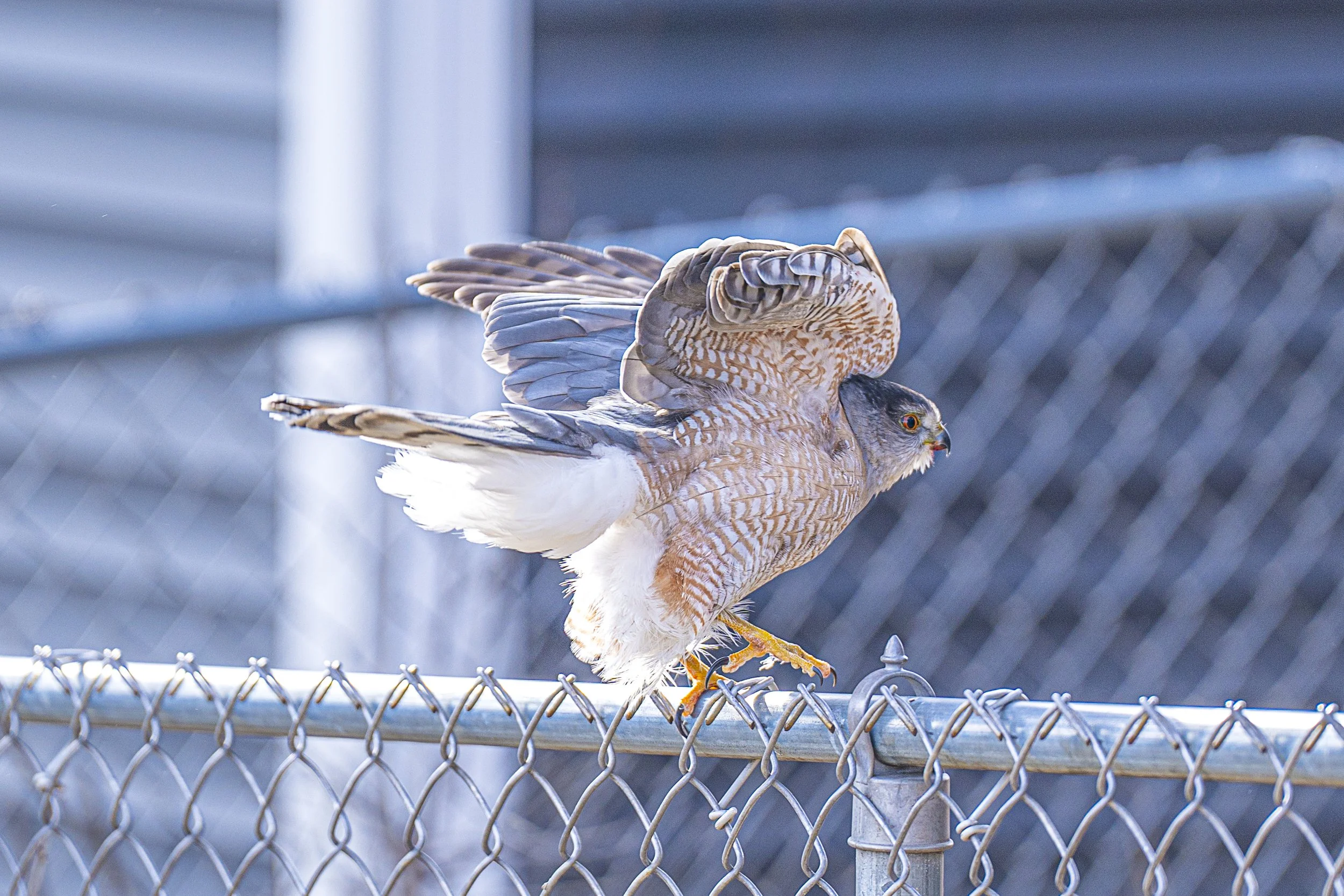 Birds — Nathaniel Dean Martin Photography