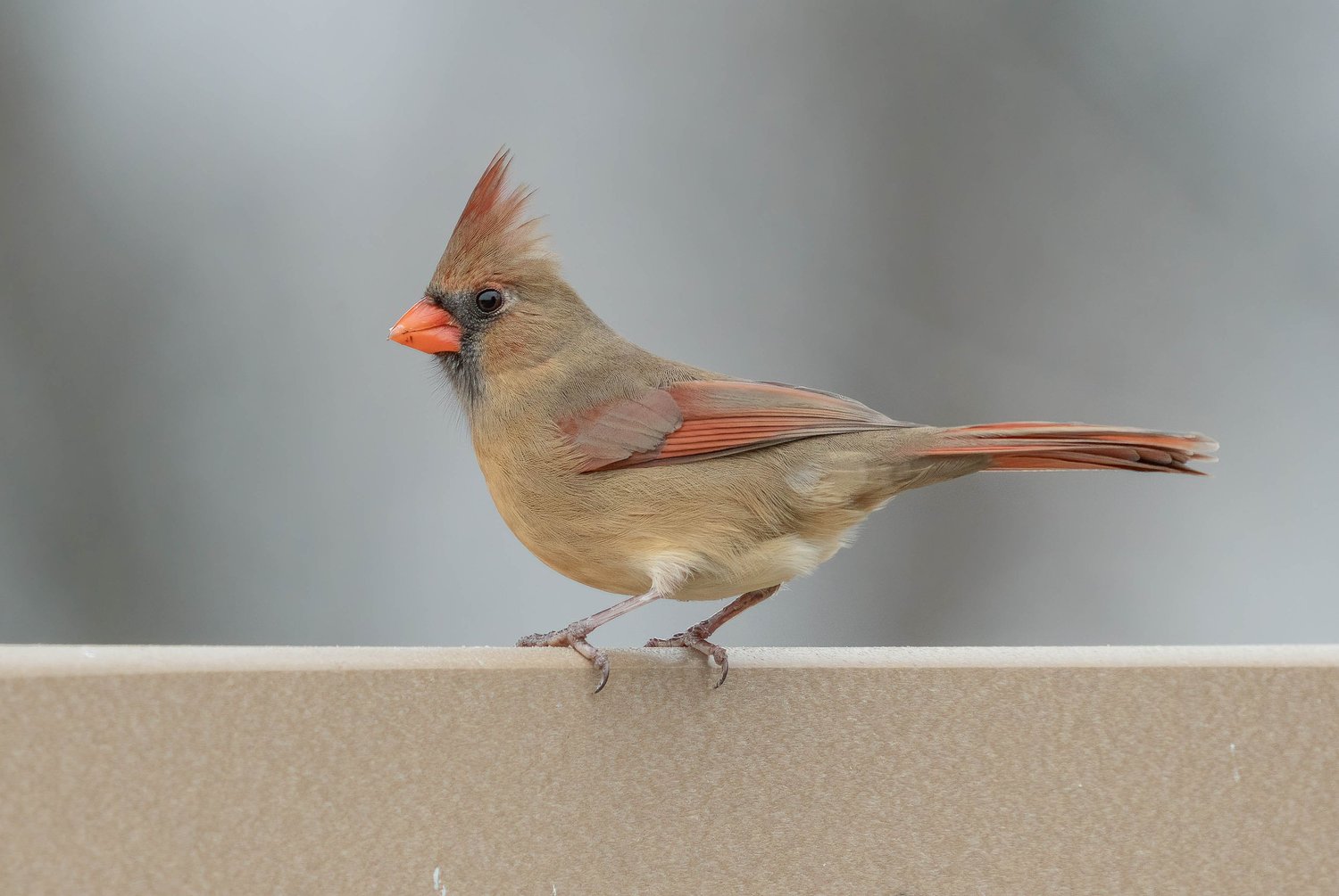 Birds — Nathaniel Dean Martin Photography