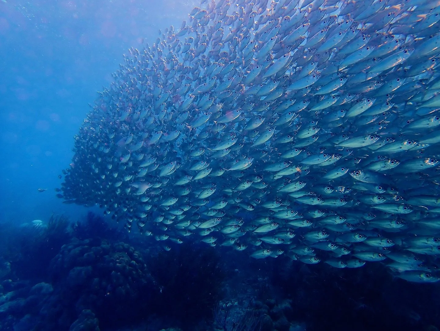 PADI Dive Courses - Bonaire Scuba & Island Activities — Bonaire Scuba ...