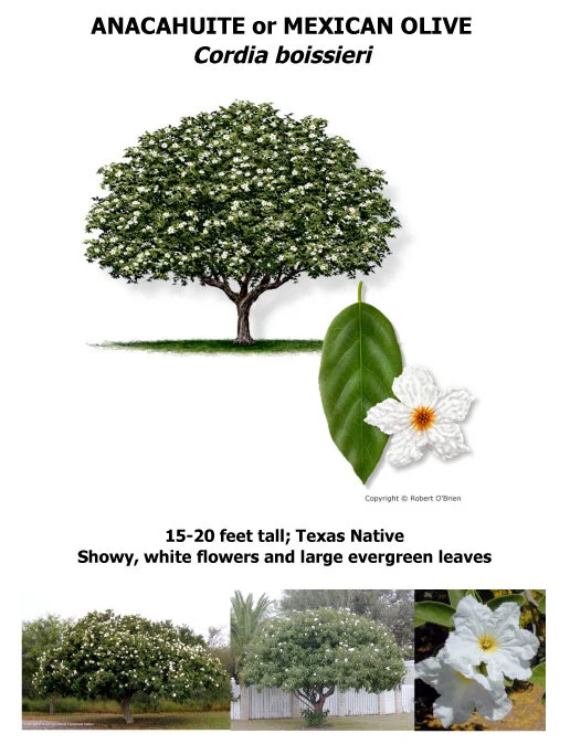 New Tree in Town — Galveston Island Tree Conservancy