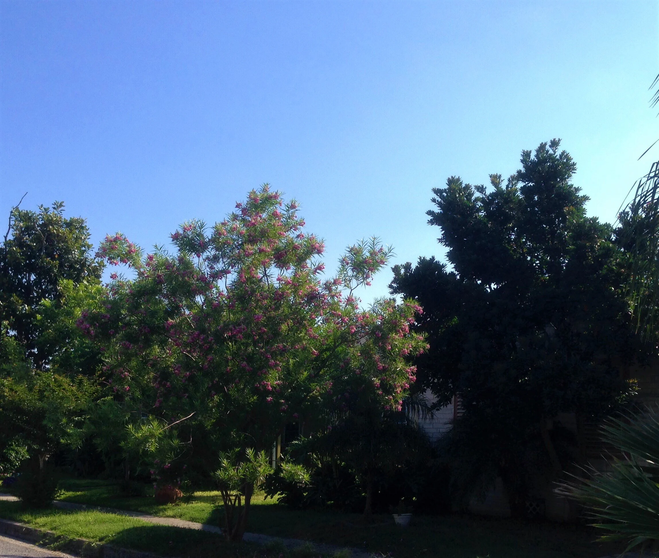 Desert Willow — Galveston Island Tree Conservancy