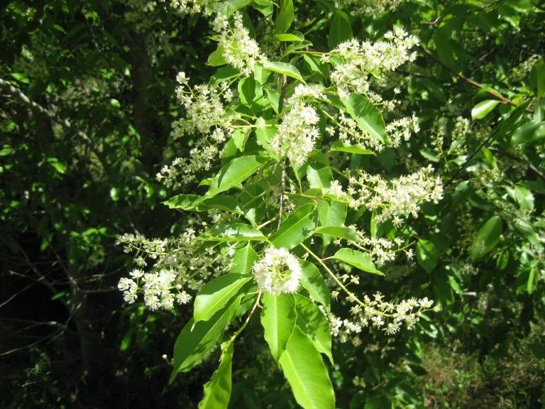 Carolina Cherry Laurel — Galveston Island Tree Conservancy