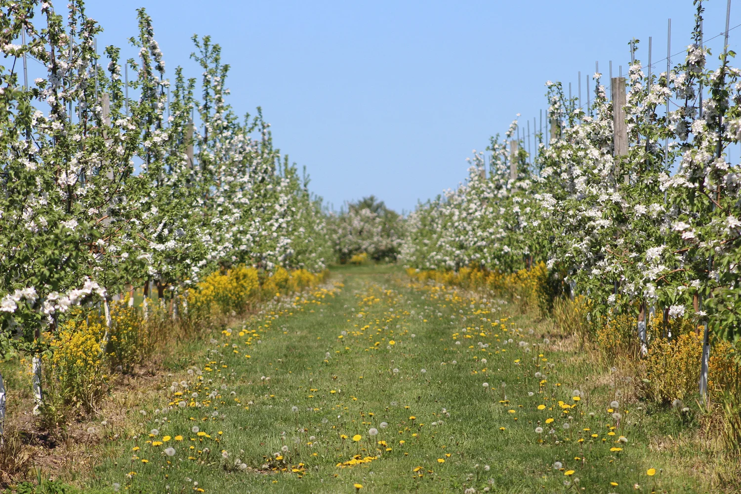 Carter Hill Orchard - Our Story — Carter Hill Orchard