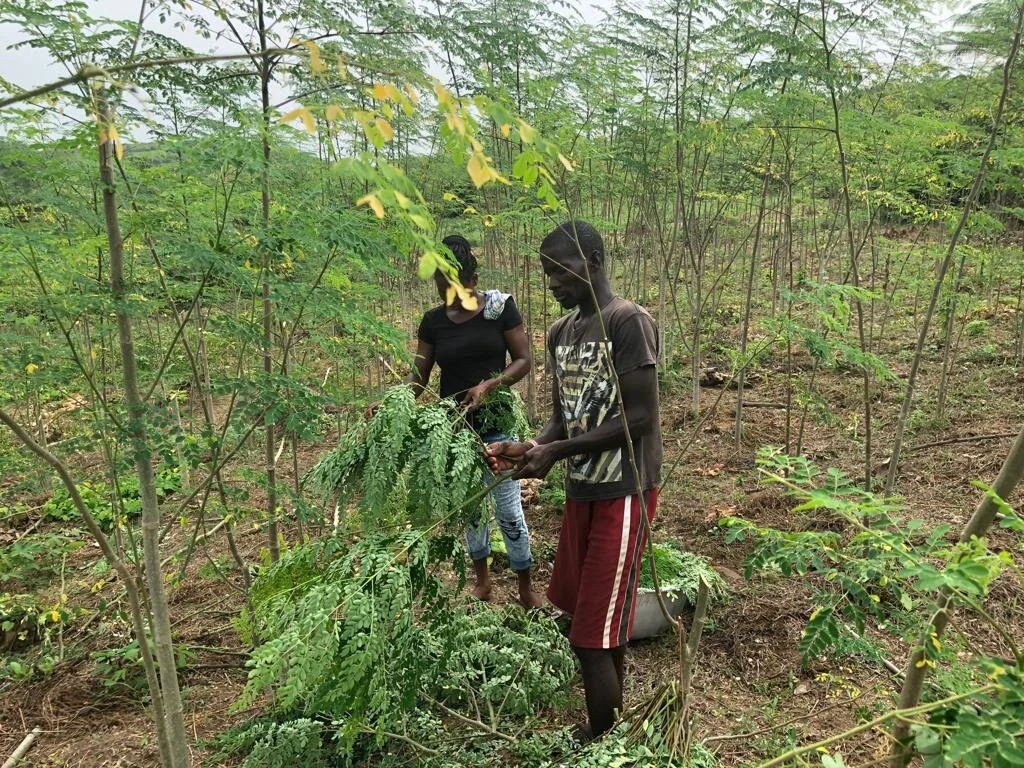 Moringa Project — OBey Foundation