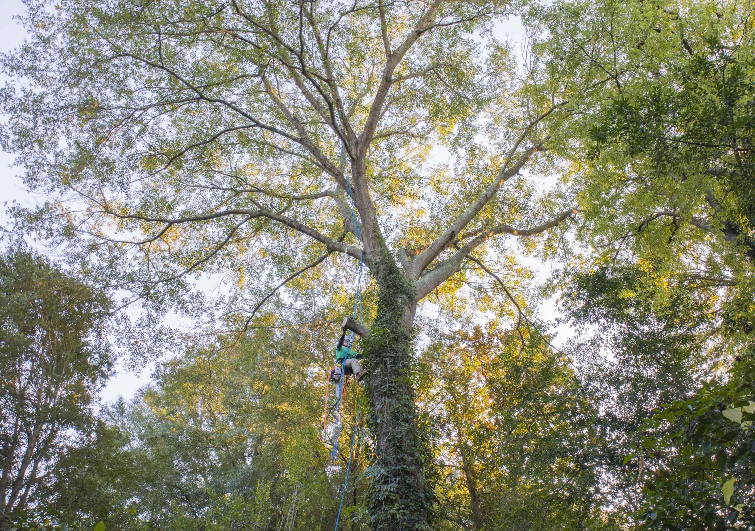 Watson Arbor Service