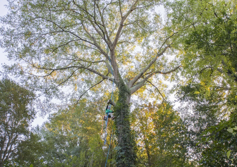 Watson Arbor Service