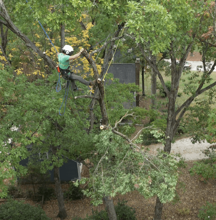 Watson Arbor Service