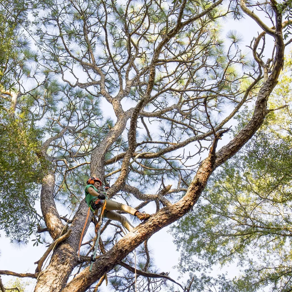 Watson Arbor Service